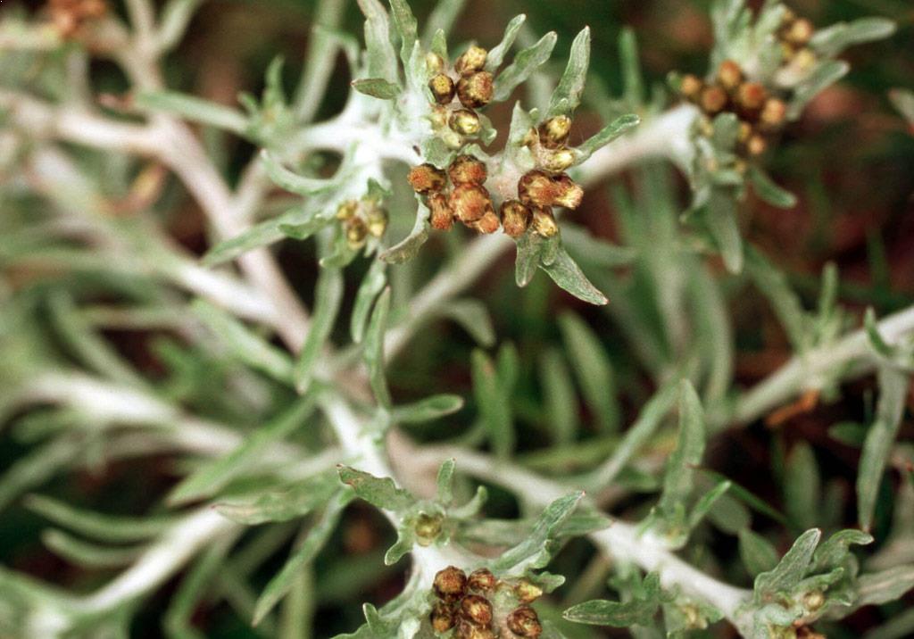 Karabaş Tek yıllık dikotiledonlu (geniş yapraklı) | Syngenta Turkey