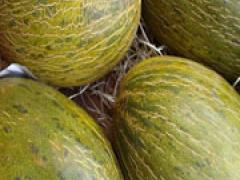 Sancho - Variety Kavun | Syngenta Turkey