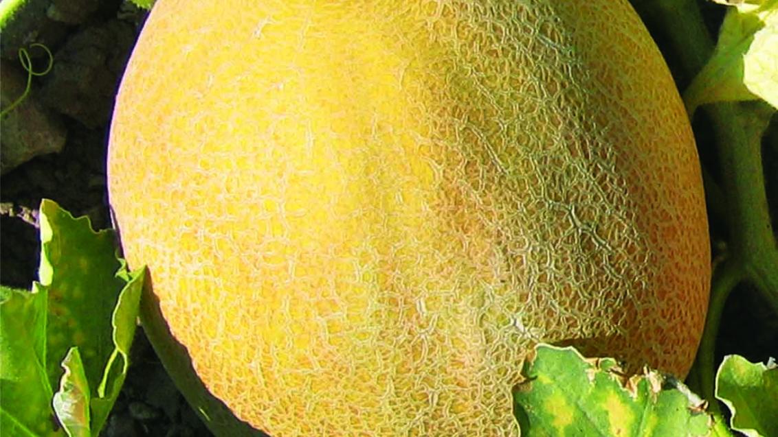 Konak - Variety Kavun | Syngenta Turkey