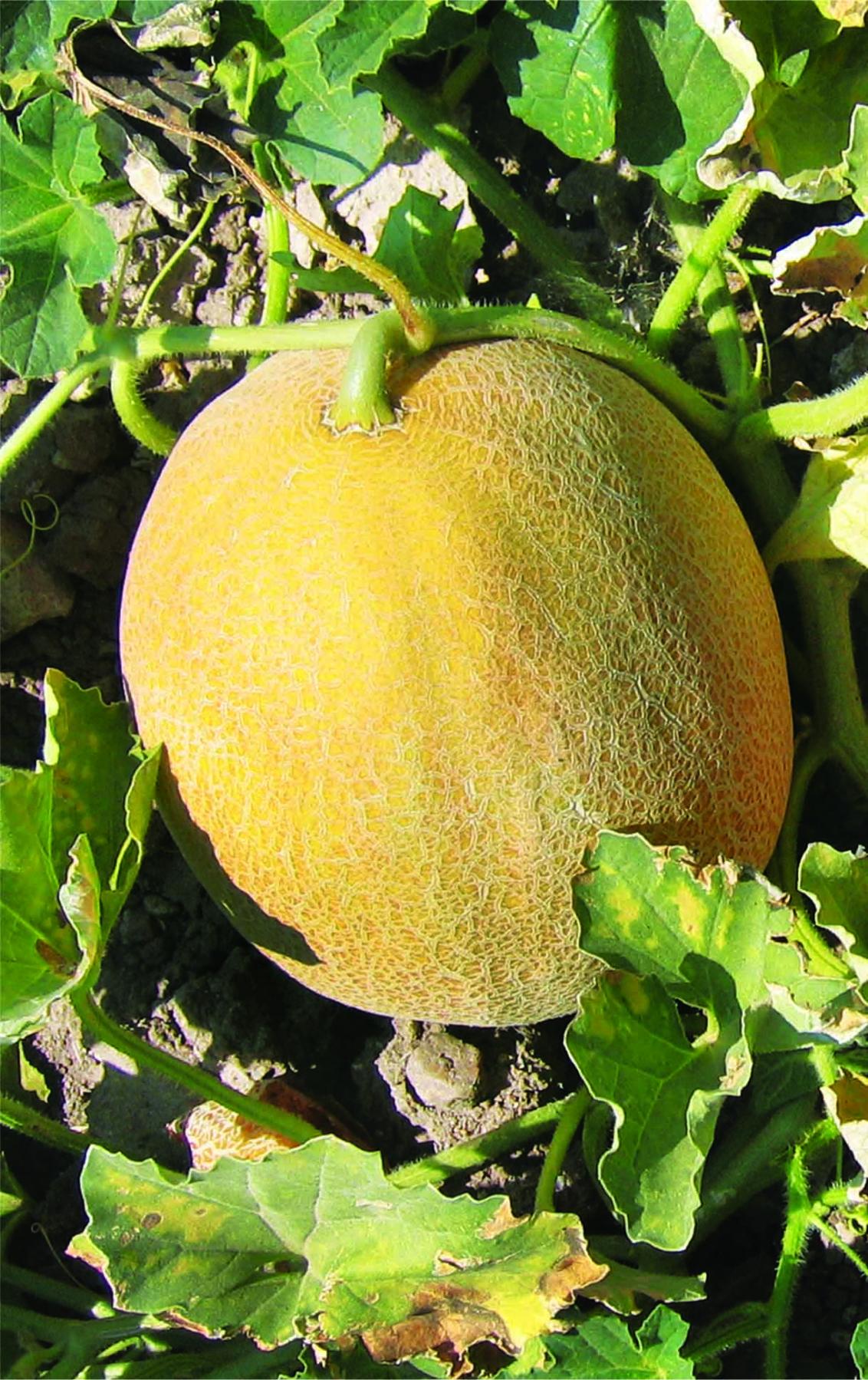 Konak - Variety Kavun | Syngenta Turkey