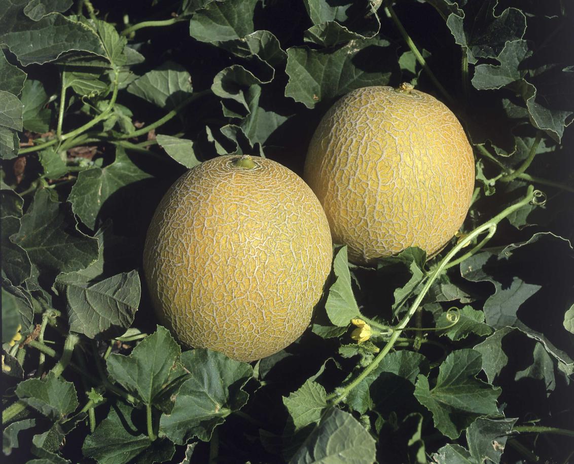 Rambo - Variety Kavun | Syngenta Turkey