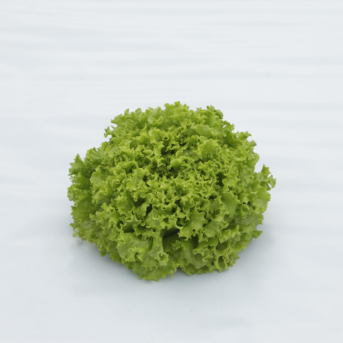 Gloriole - Variety Marul | Syngenta Turkey
